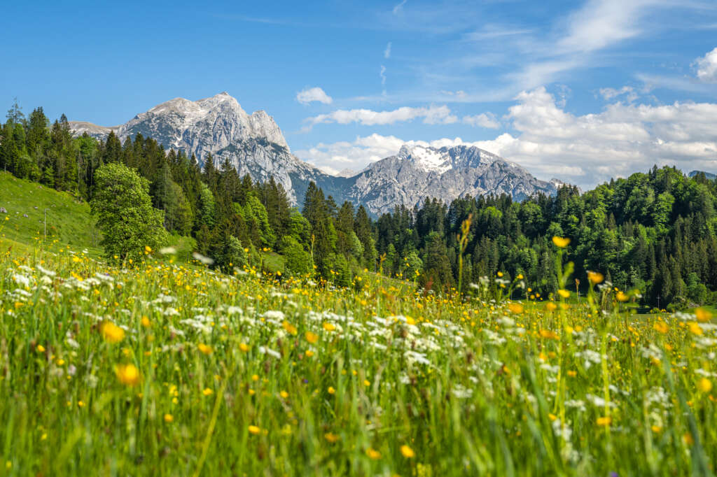 Unieke flora en fauna in de Alpen - AlpenReus